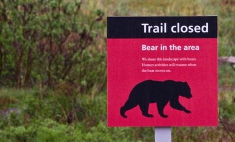 Easy Bear Safety For Hikers and Campers